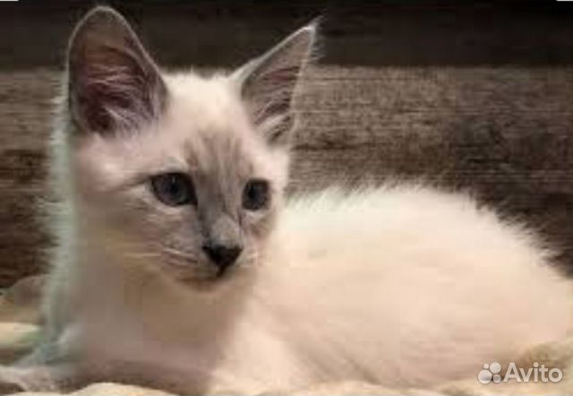 Сиамский котенок в добрые руки