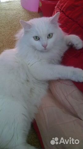 Отдам Котят Ангорской кошки