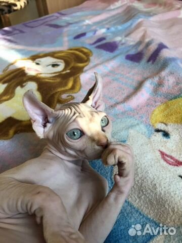 Продам котят канадского сфинкса-эльфиков