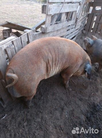 Хряк и свиноматка