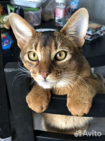 Кот на вязку