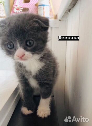 Продаются вислоухие котята осталась девочка