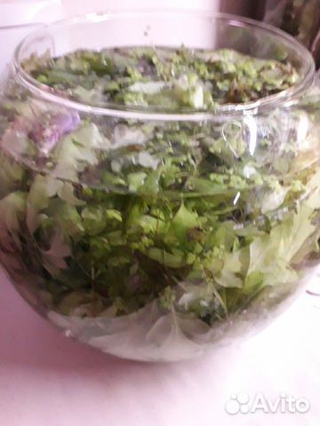 Растения аквариумные - цератоптерис (папоротник)