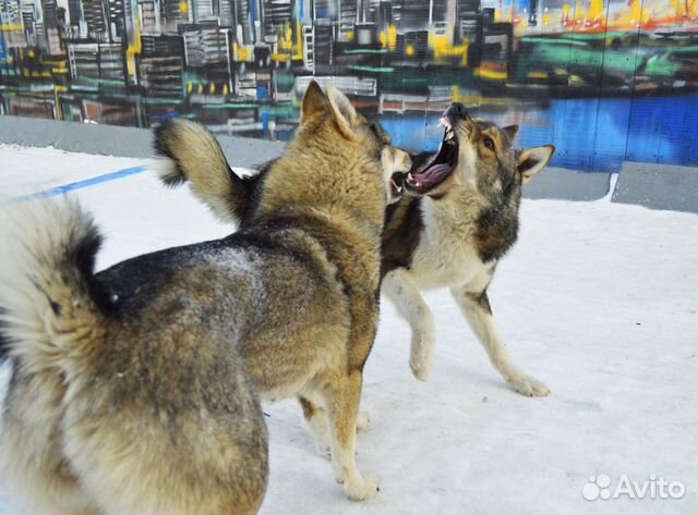Продаю щенков лайки зсл