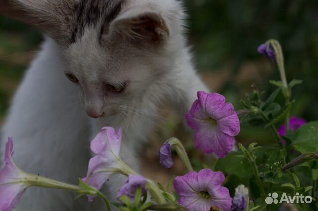 Котёнок ищет дом