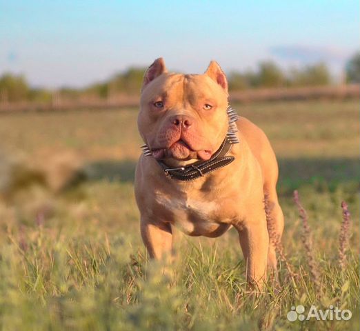 Американский Булли щенки 2 месяца
