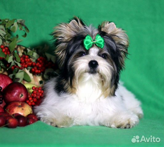 Щенки Биверята