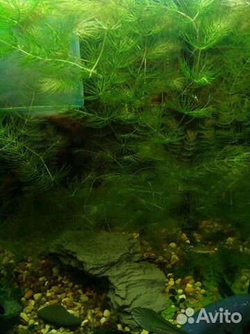 Роголистник. Бесплатно