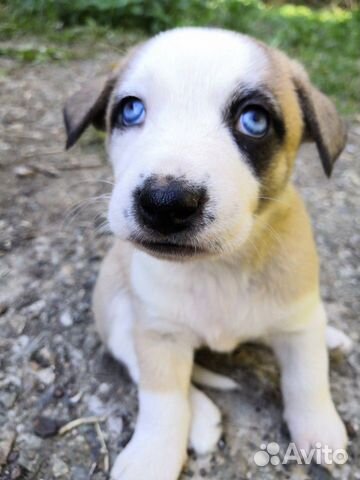 Щенята ищут дом. Отдам малышей в хорошие руки