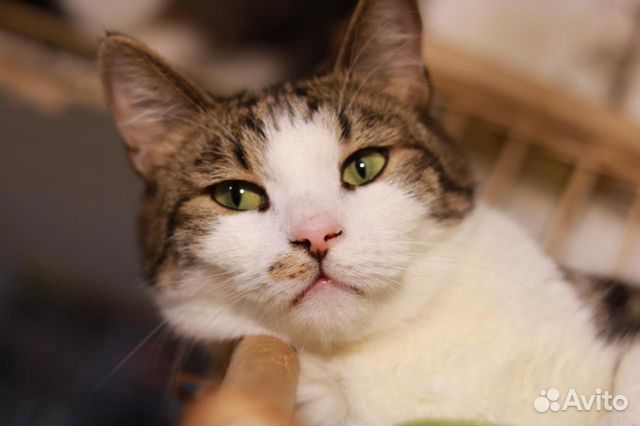 Мурзик котик молодой 2 года