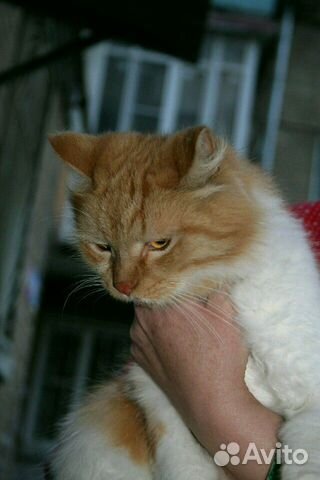 Кошка Лиза ищет дом