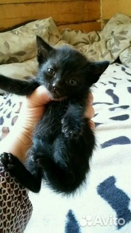 Отдадим черную очаровашку