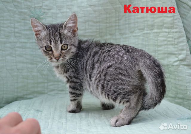 Котята в хорошие руки