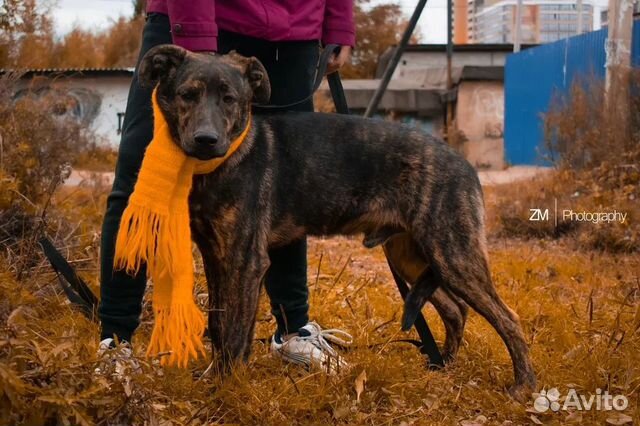 Щенок-подросток тигрового окраса