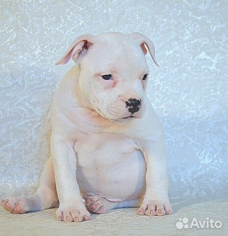 Американский Булли, девочка с изюминкой