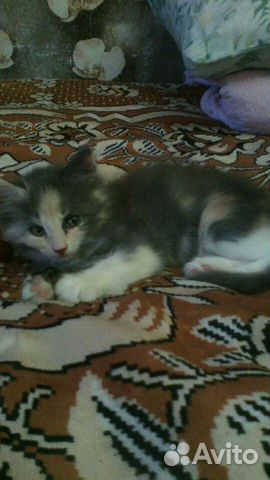 Котята в дар, в добрые руки
