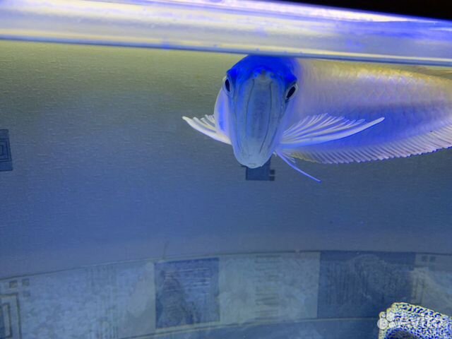 Арована серебристая 42-45 см