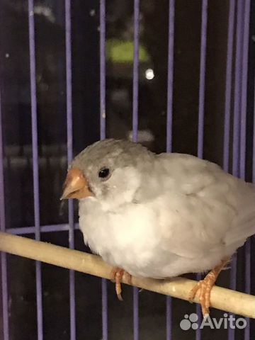 Продам птиц амадинок