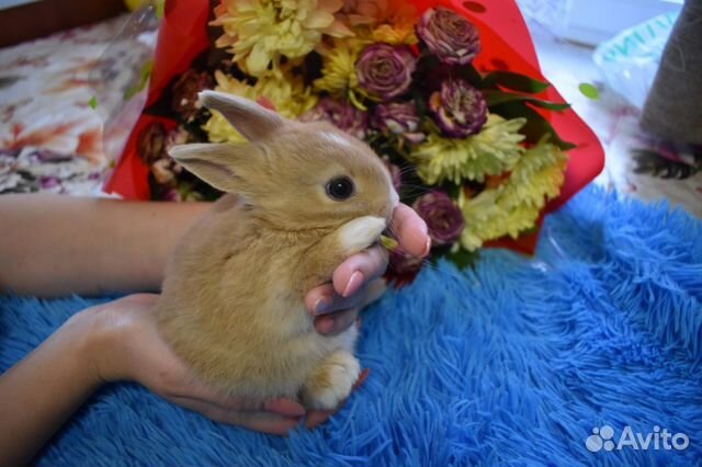 Карликовый крольчонок