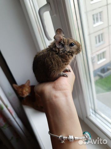 Дегу, 2 мальчика