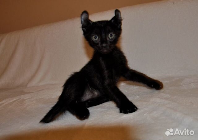 Черная кошечка - Малефисента