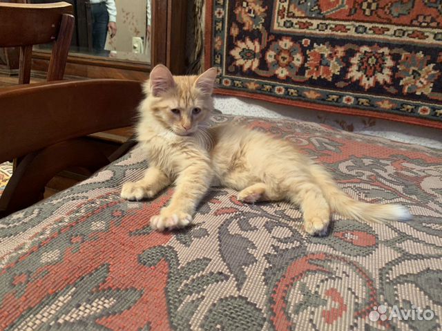 Котёнок