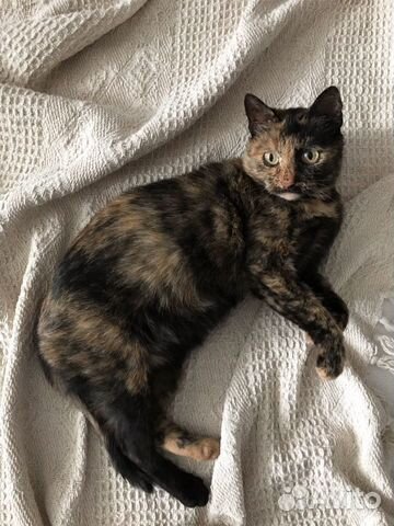 Кошка