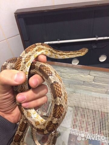 Змея(маисовый полоз)