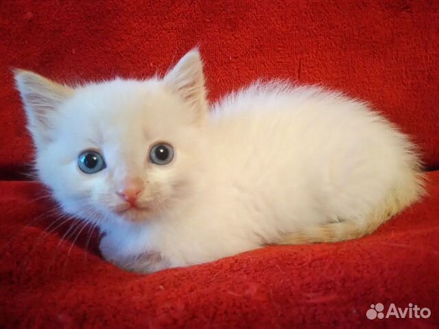 Мама сиамка,мальчик,2 месяца