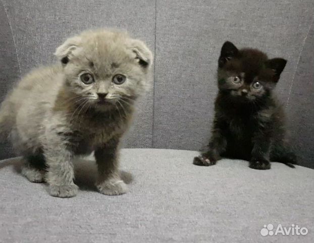 Шотландские котята бесплатно