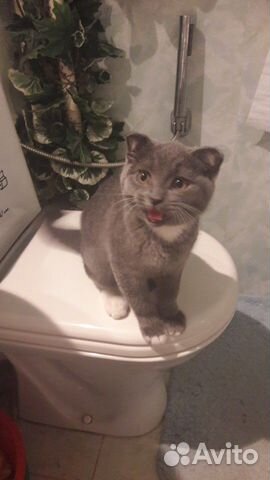 Котенок