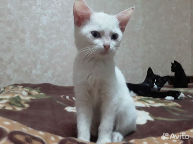 Белая голубоглазка в добрые руки, девочка