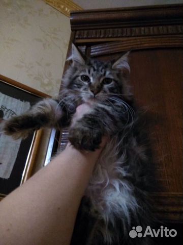 Котик Мейн-кун лесного окраса