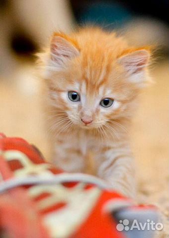 Фанта, 1 месяц