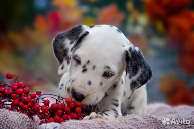 Щенок далматина