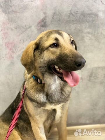 Торри ищет дом