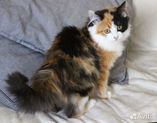 Шикарная девочка Селина, 3 месяца