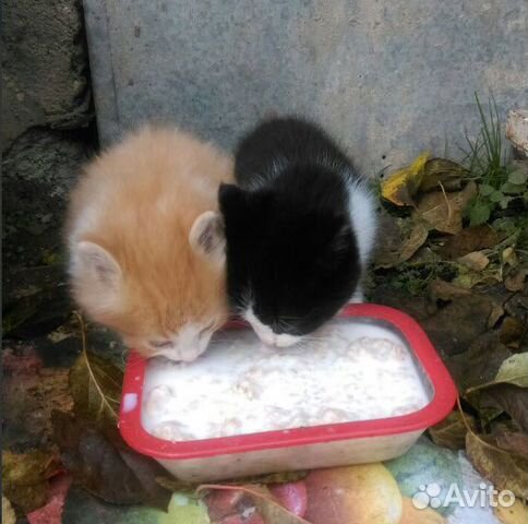 Котенок ищет друга