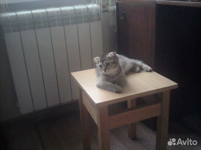 Продам котенка шотладской породы