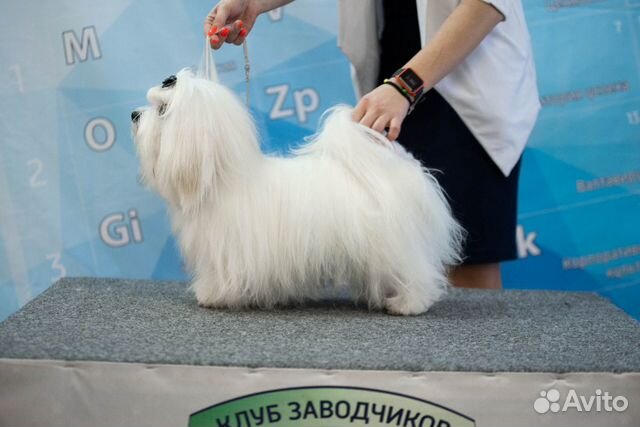 Жених мальтезе для вязки