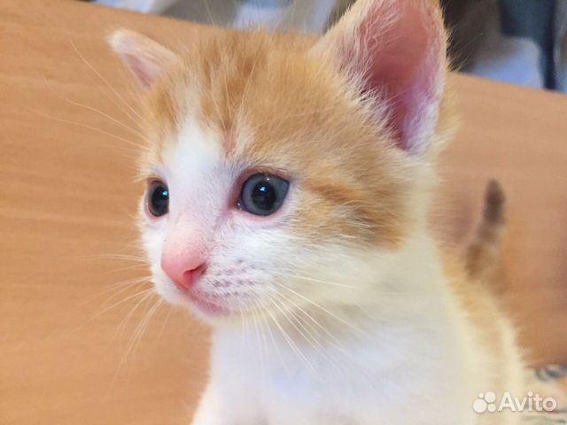 Рыжий домашний котенок ищет хозяев