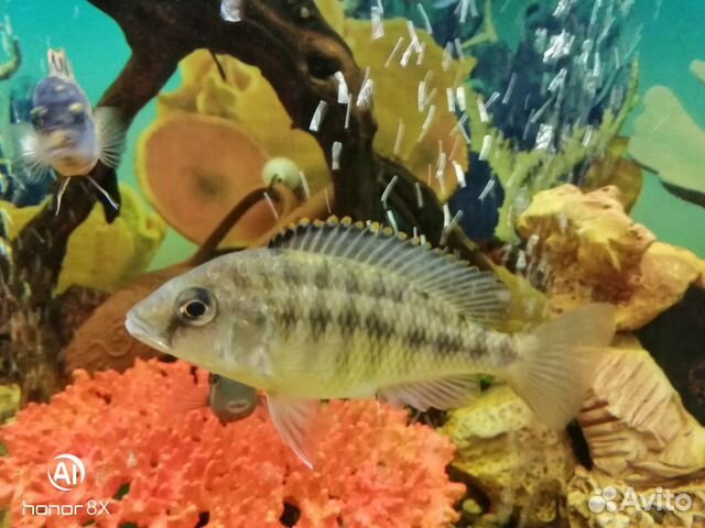 Бадзулу самка