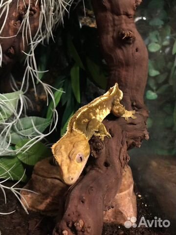 Реснитчатый бананоед (rhacodactylus ciliatus)