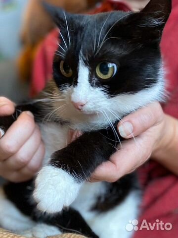 Прелестная кошечка ищет дом