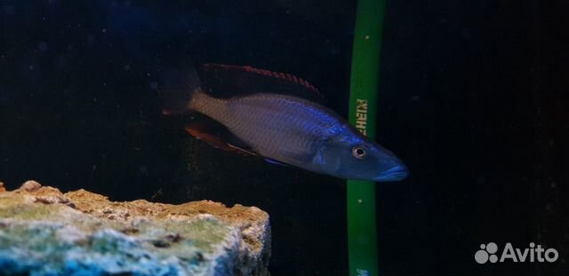 Малавийские цыхлиды