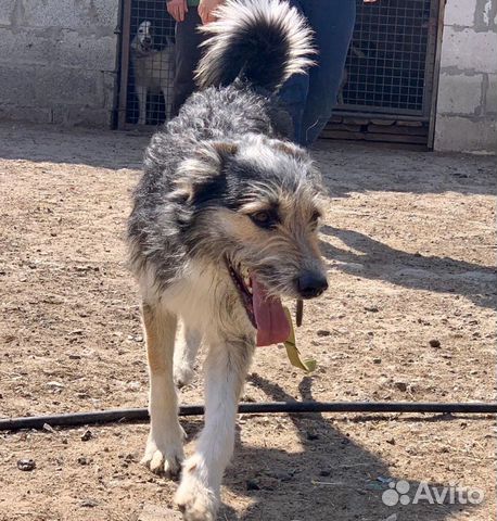 Вилли в добрые руки