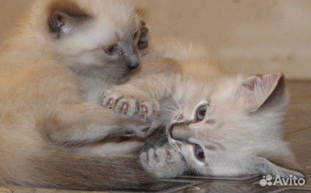 Котенок-ребёнок в дом