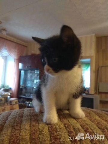 Котёнок полубританец