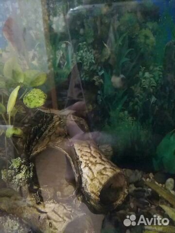 Сом павлиний глаз 10 см