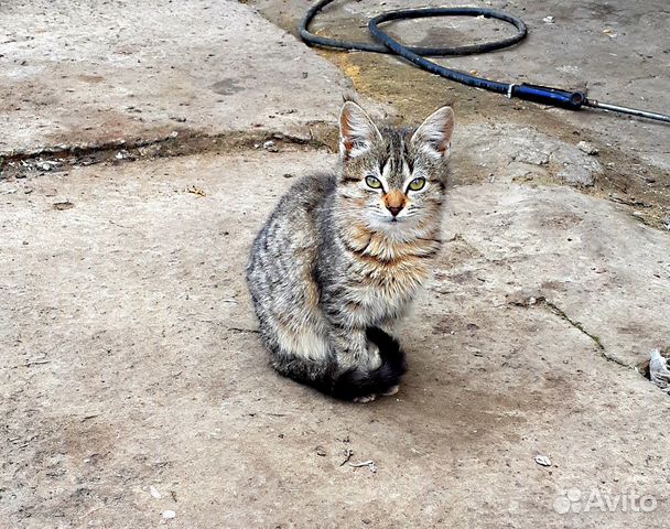 Котёночек ищет добрых хозяев